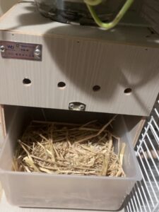 Quaker Parrot Breeding Guide: Tips for Success & Raising Chicks ...